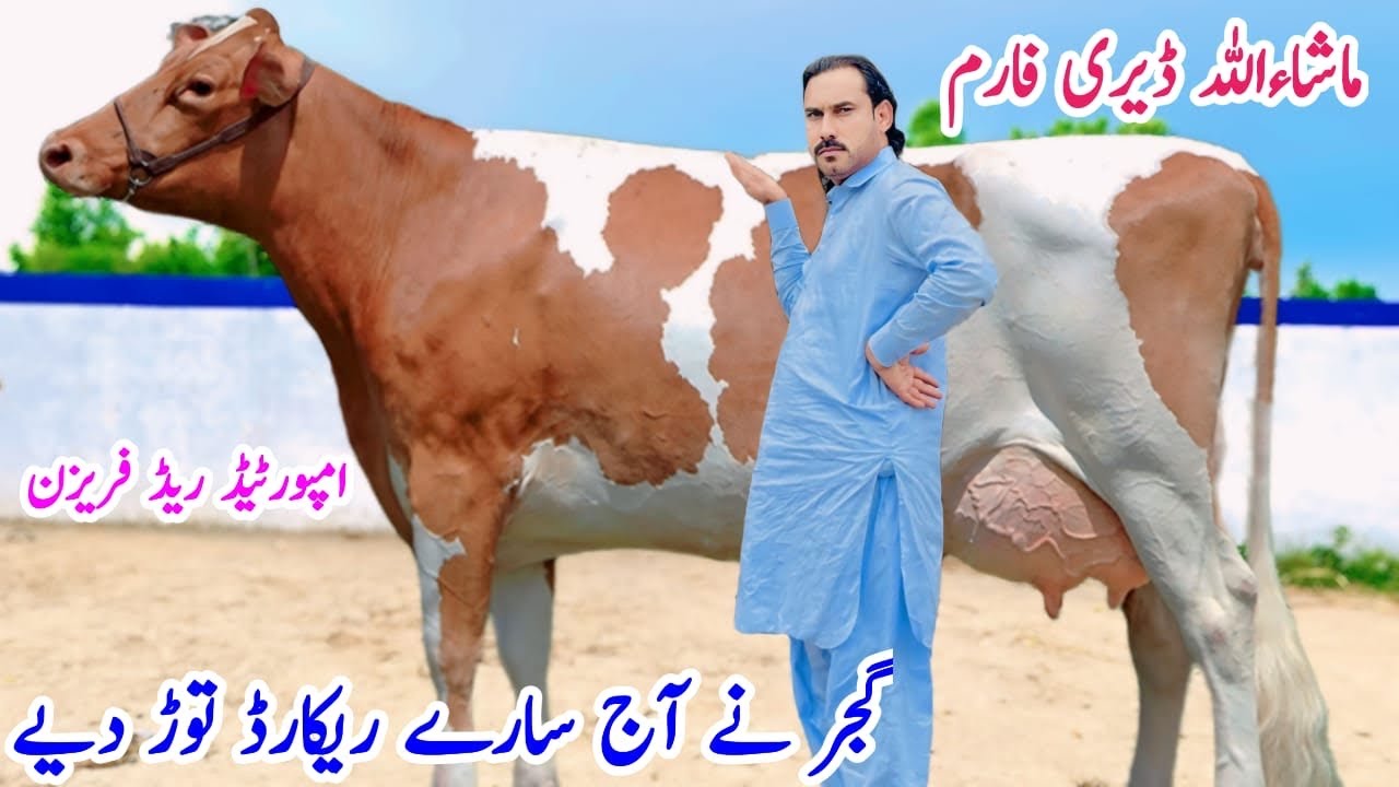 Mashallah Dairy Farm | Red Friesian cows | HF Cows For Salle | Pk ...