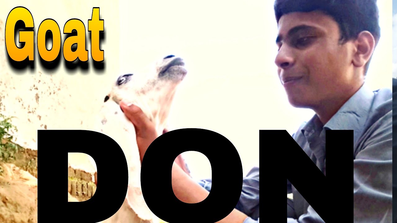 Meet with don goat😎 - YouTube