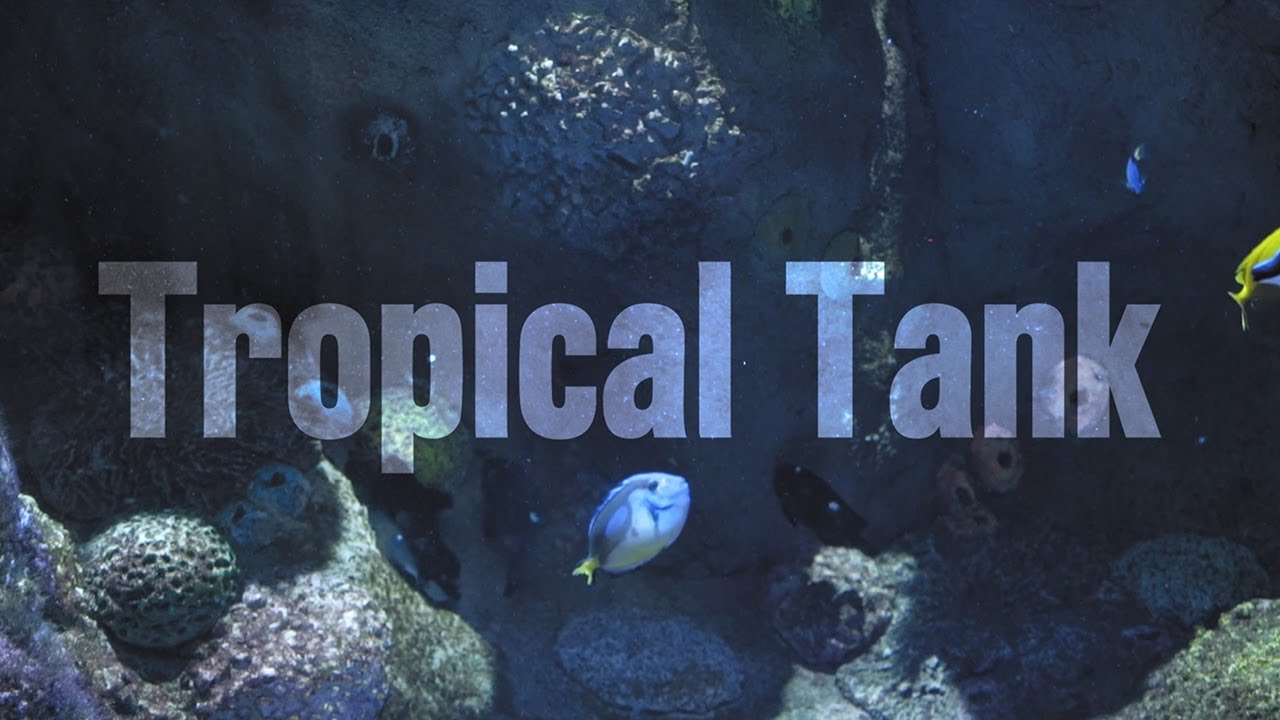 Friendly fish in tropical reefs | National Museums Liverpool - YouTube