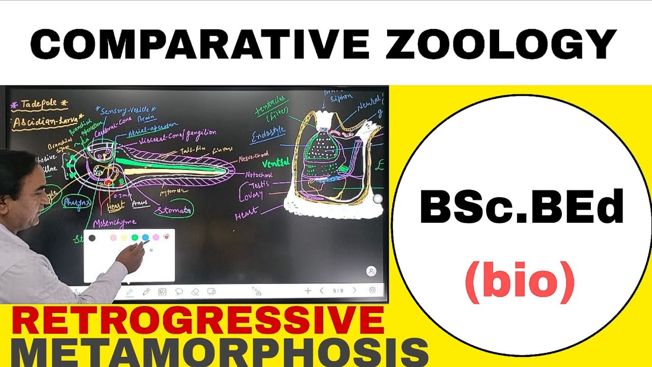 Retrogressive metamorphosis #bscbiosecondsemesterexam #Comparative ...