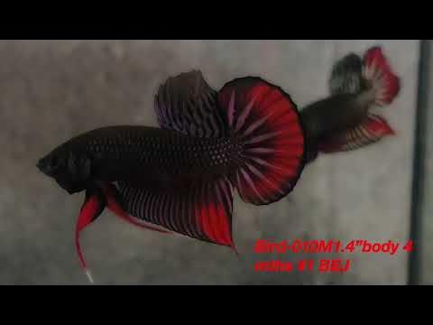 (SOR-10) COPPER ALIEN MALE WILD BETTA - YouTube