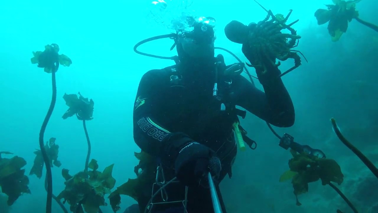 Diving Plate Island BOP - YouTube