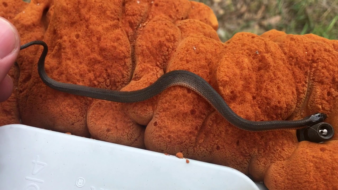 We Found a SNAKE in the HOUSE!! - YouTube