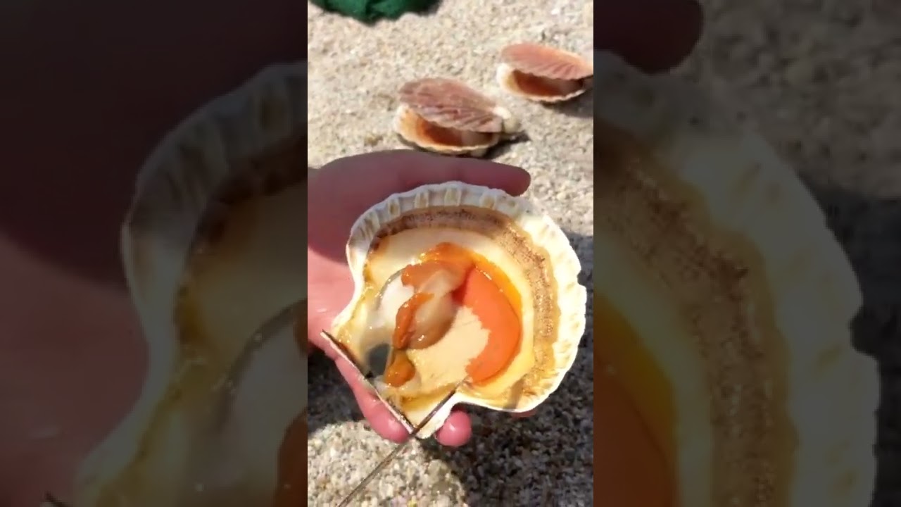 What's inside a Scallop? - YouTube