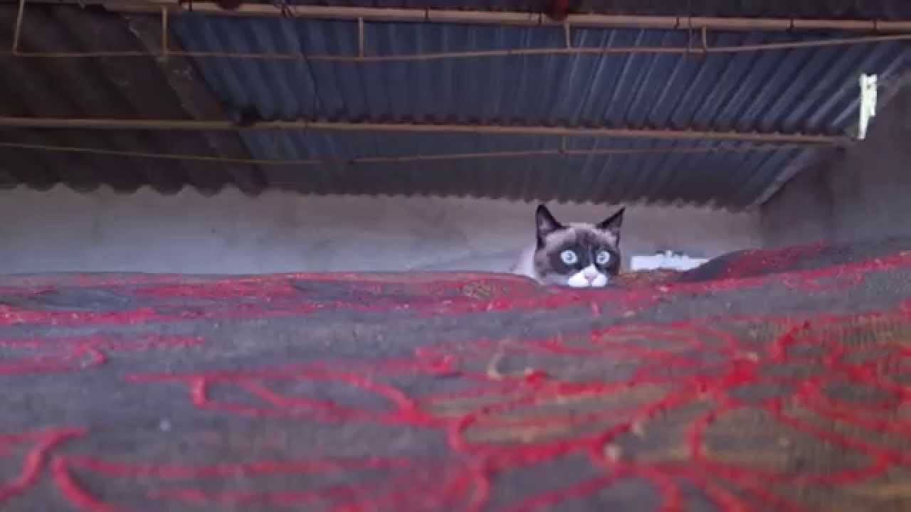 Bart the Cat!! - YouTube