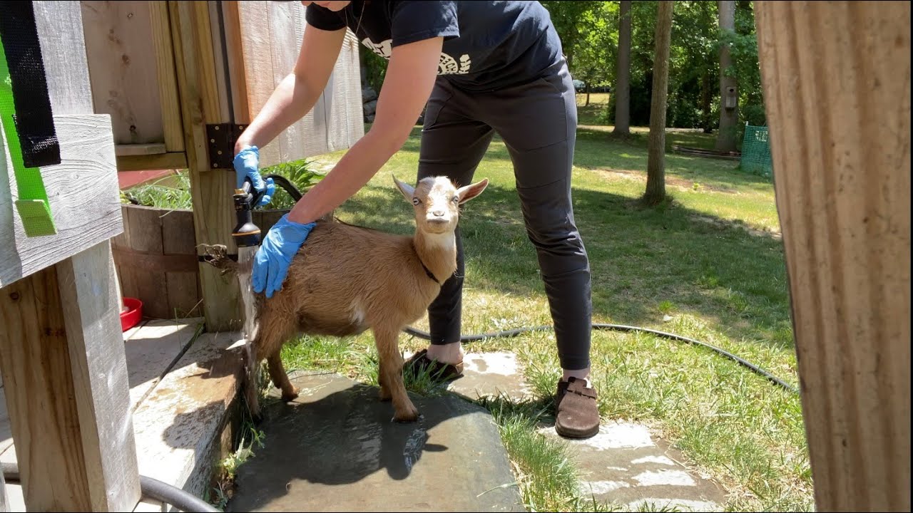 Giving The Goats a Bath - YouTube