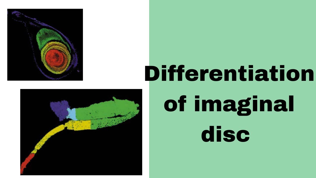 Differentiation of imaginal disc - YouTube
