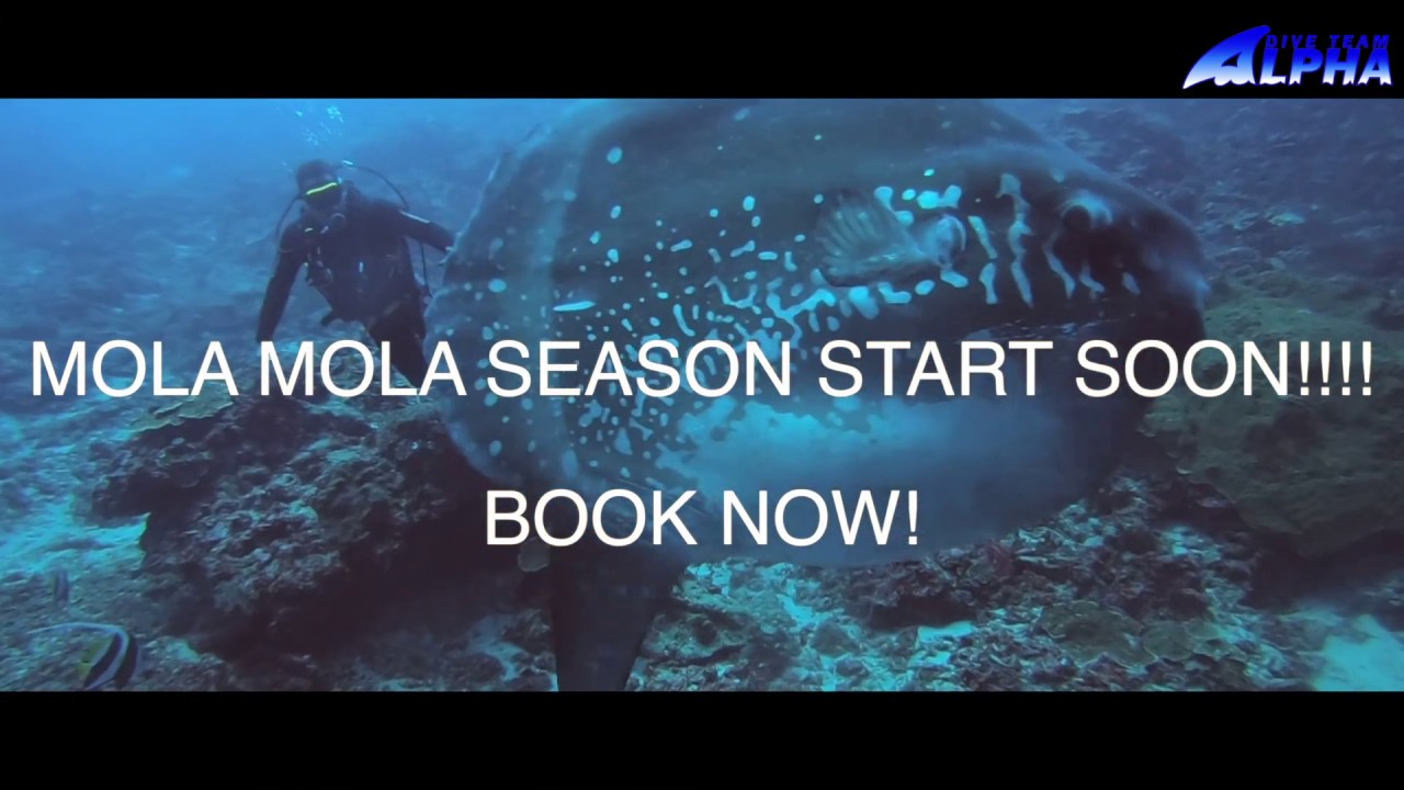 DIVING WITH MOLA MOLA IN BALI WITH ALPHADIVEBALI 2020 - YouTube