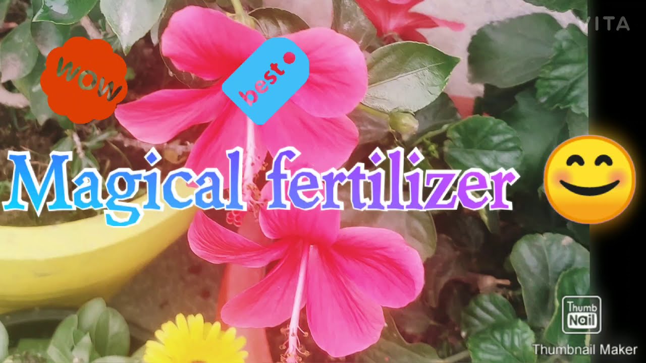 Magical fertilizer for plants 🌱100%true🙂 - YouTube