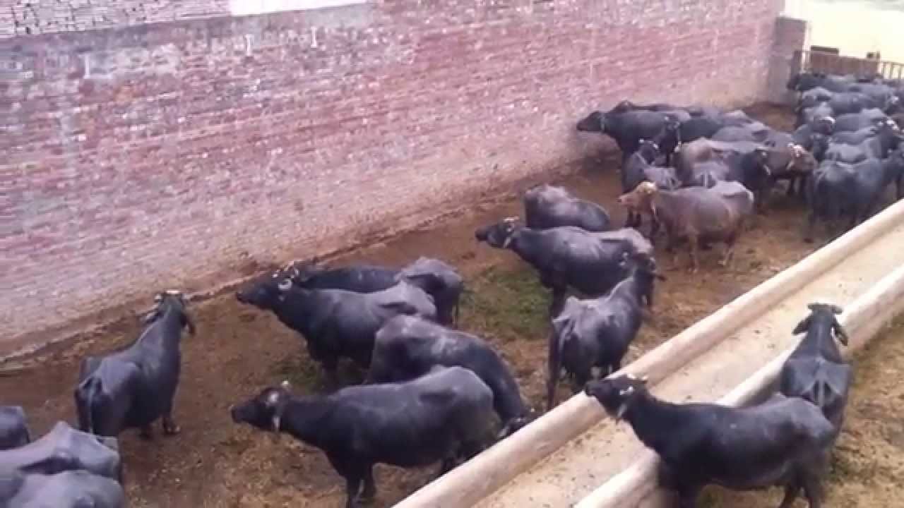 Buffalo Dairy Farm Lahore Pakistan YouTube buffalo-dairy-farm-lahore-pakistan-youtube