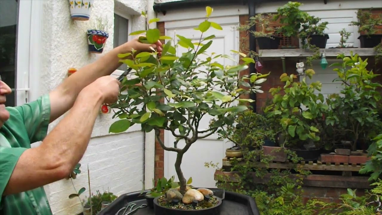 27. Late Spring prune of Lonicera Nitida, Willow & Judas trees - YouTube