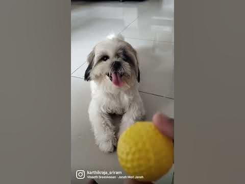 Fetch game - YouTube
