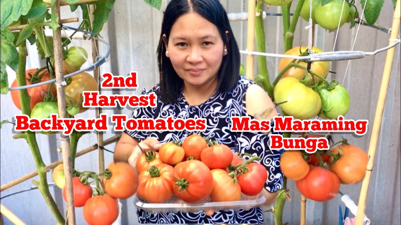 2ND HARVEST TOMATOES | MAS MARAMING BUNGA. - YouTube