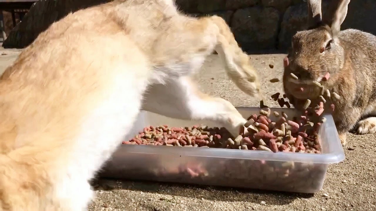 [Jack Rabbits Fighting] A big fight between rabbits - YouTube