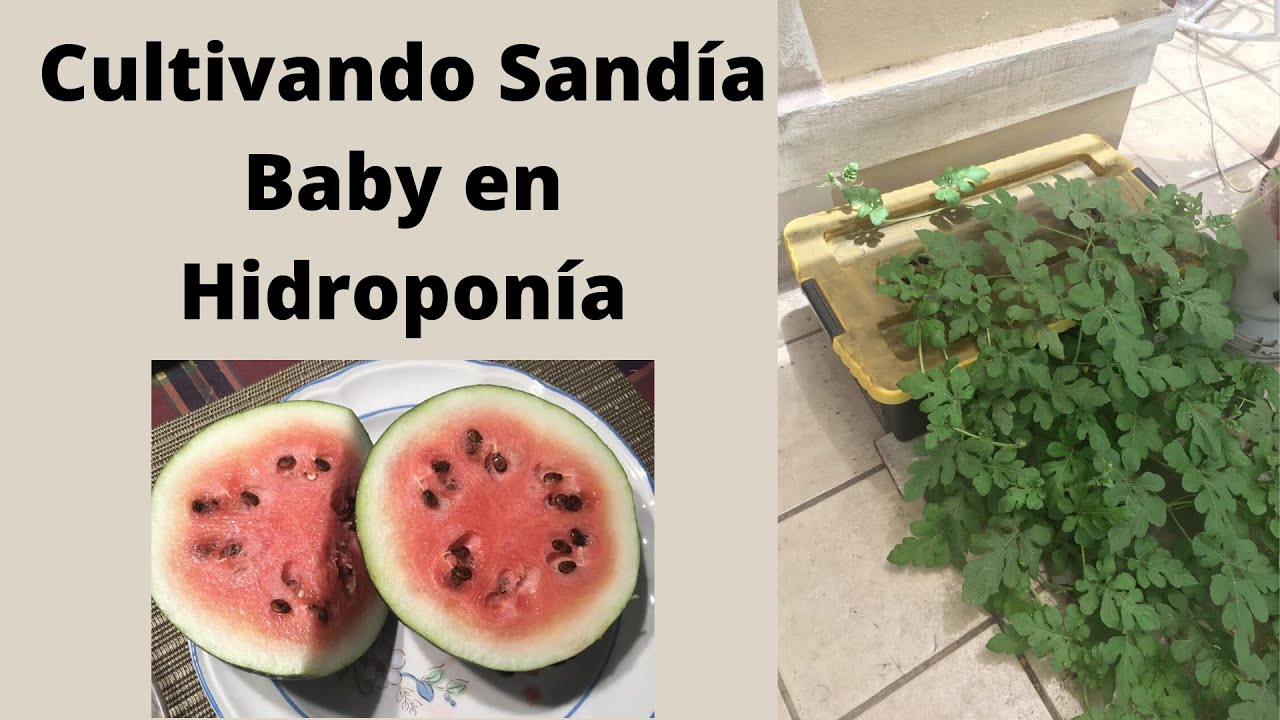 Sandía Baby en Hidroponía - YouTube