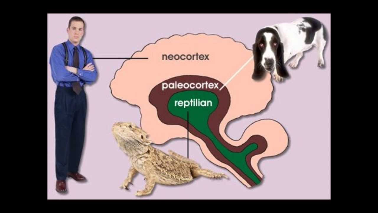 En quoi le Concept du Cerveau Triunique peut vous être utile? - YouTube