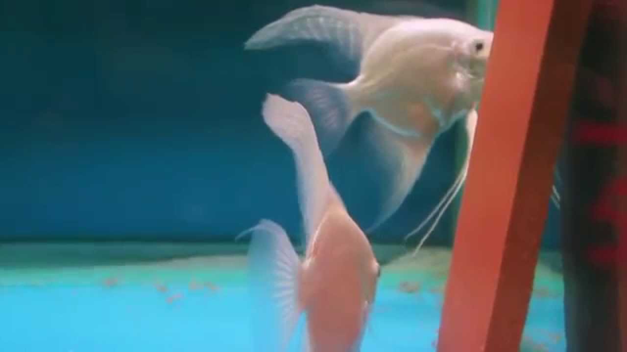Platinum Angel Fish Breeding Pair. - YouTube