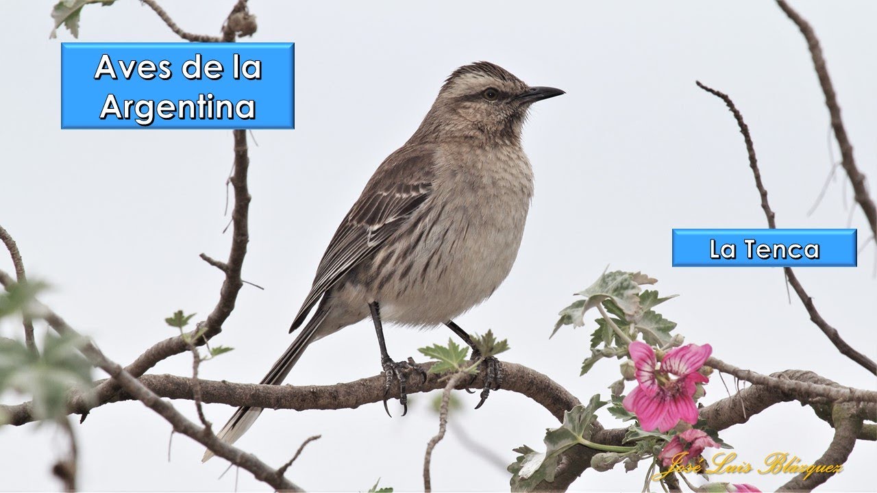 Tenca, Chilean Mockingbird, (Mimus thenca), Aves de la Argentina - YouTube