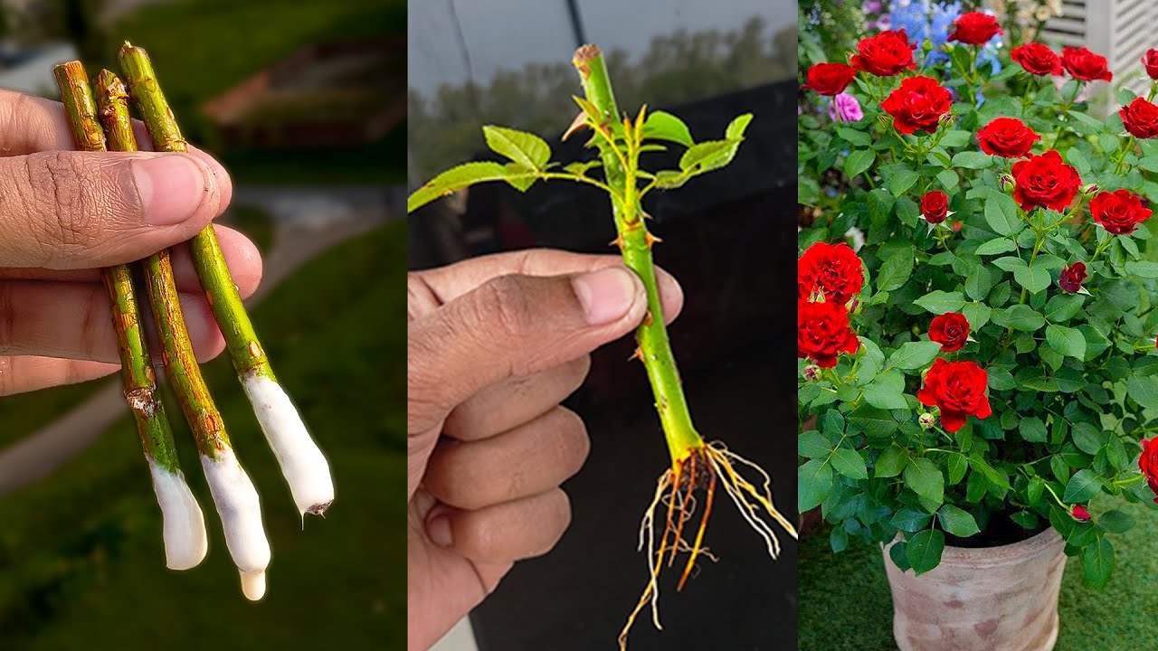 How to propagation rose plant at home || New hormone method to use grow ...