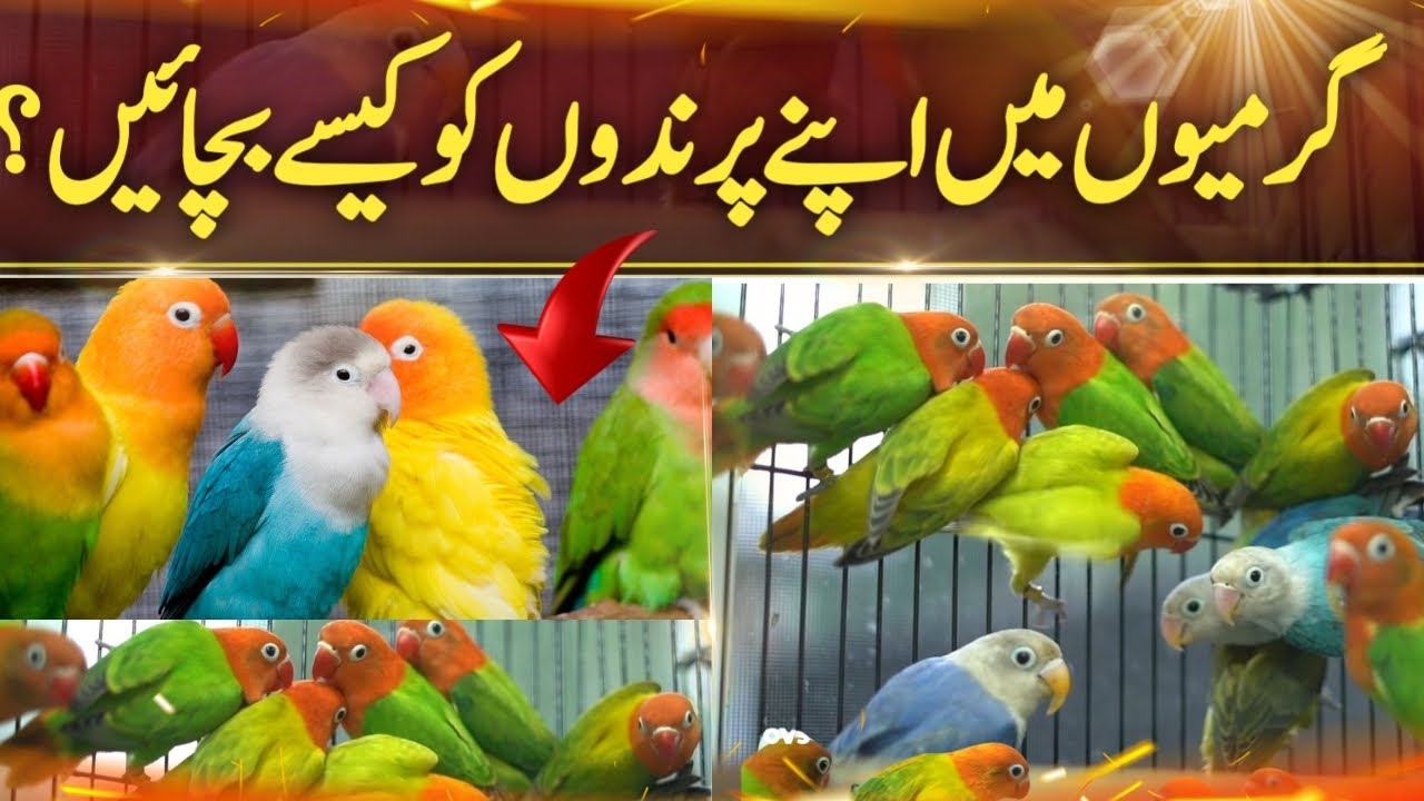 How to Take Care of Your Birds In Hot weather Summer | Heatwaves ...