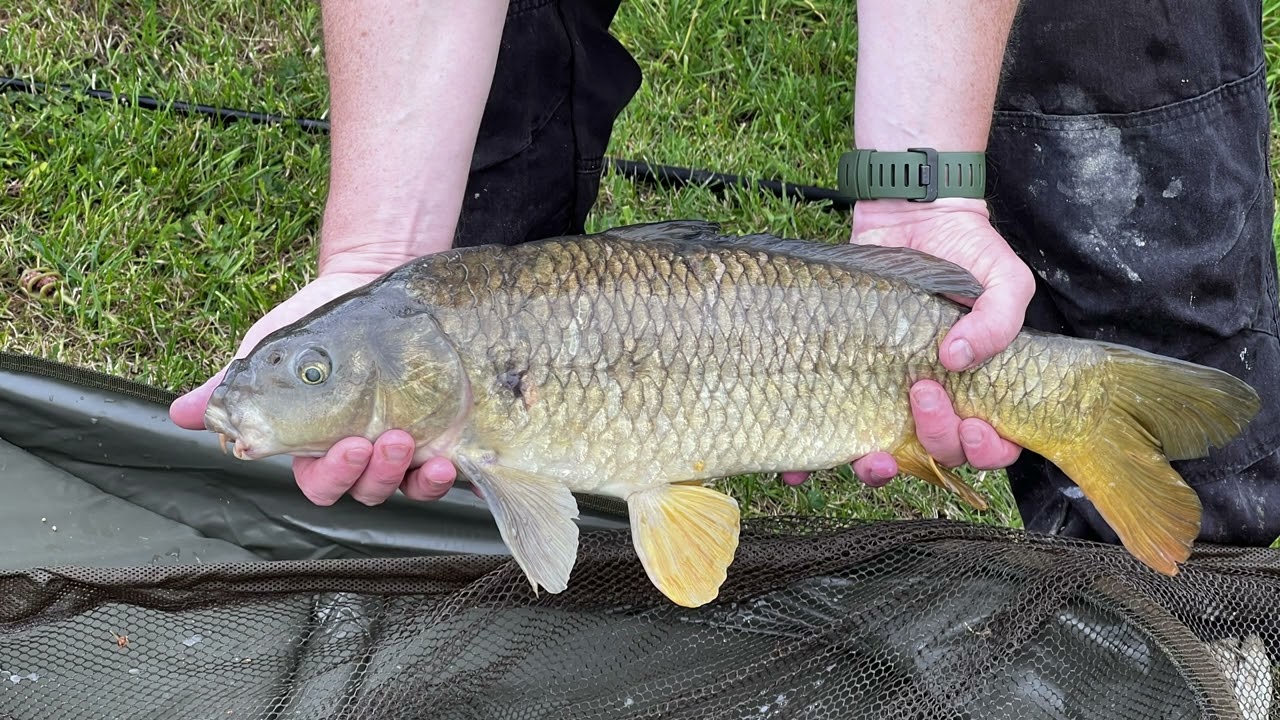 Catching BIG Mirror Carp - YouTube