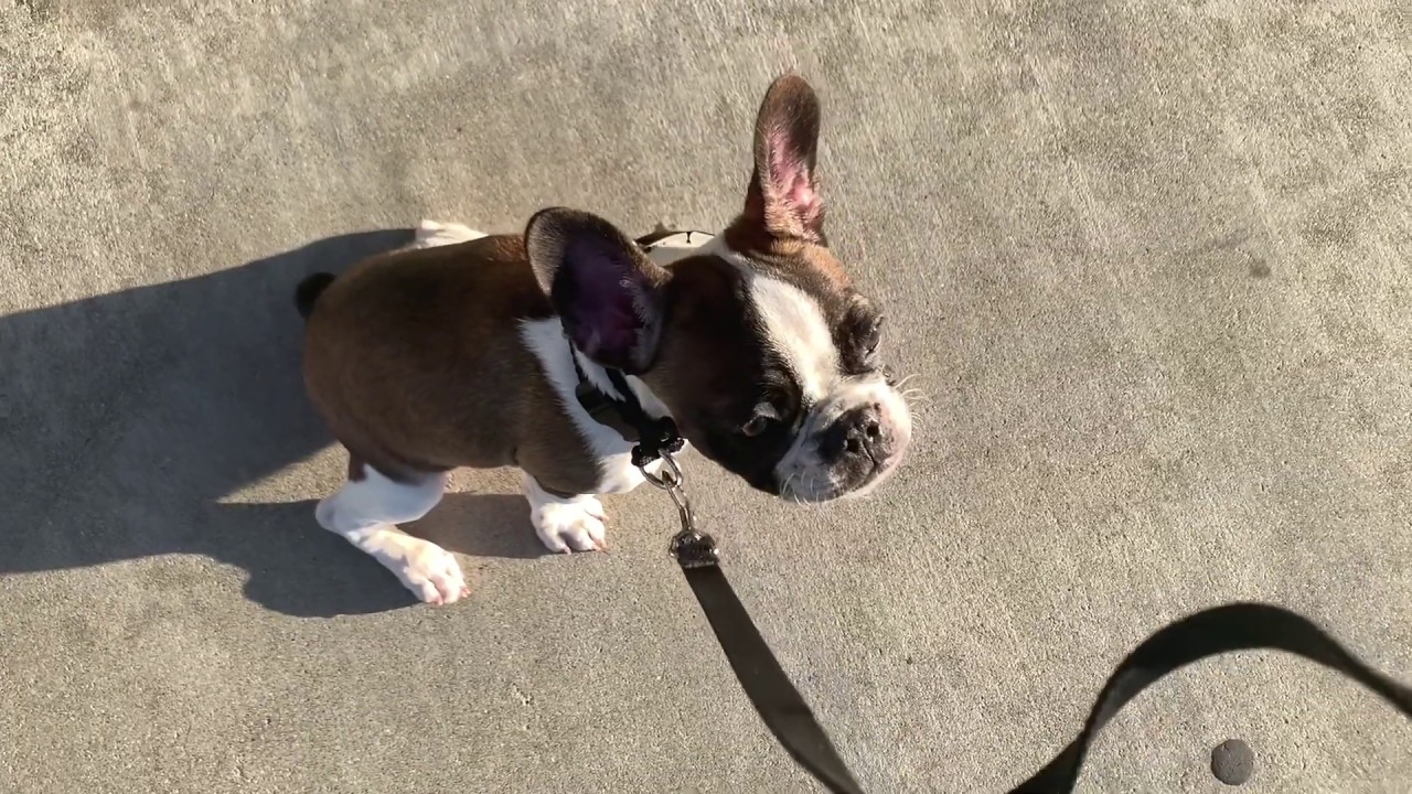Walk your puppy on a leash-Video 2 of 2 for puppy walk under 16 weeks ...