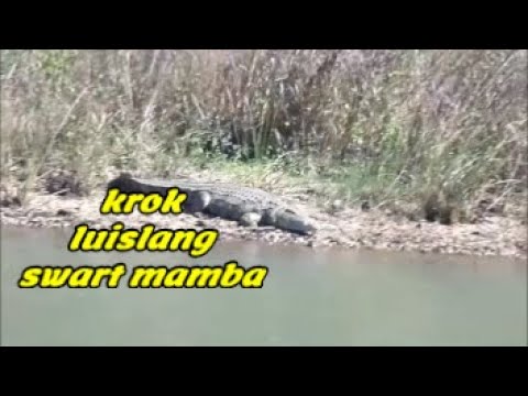 KAPHOM : albasini dam , beja hengel paradys , ( natuurskoon ) - YouTube