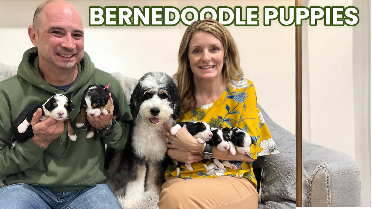 Our Bernedoodle's Guardian Parents Come and Visit Her and Puppies ...