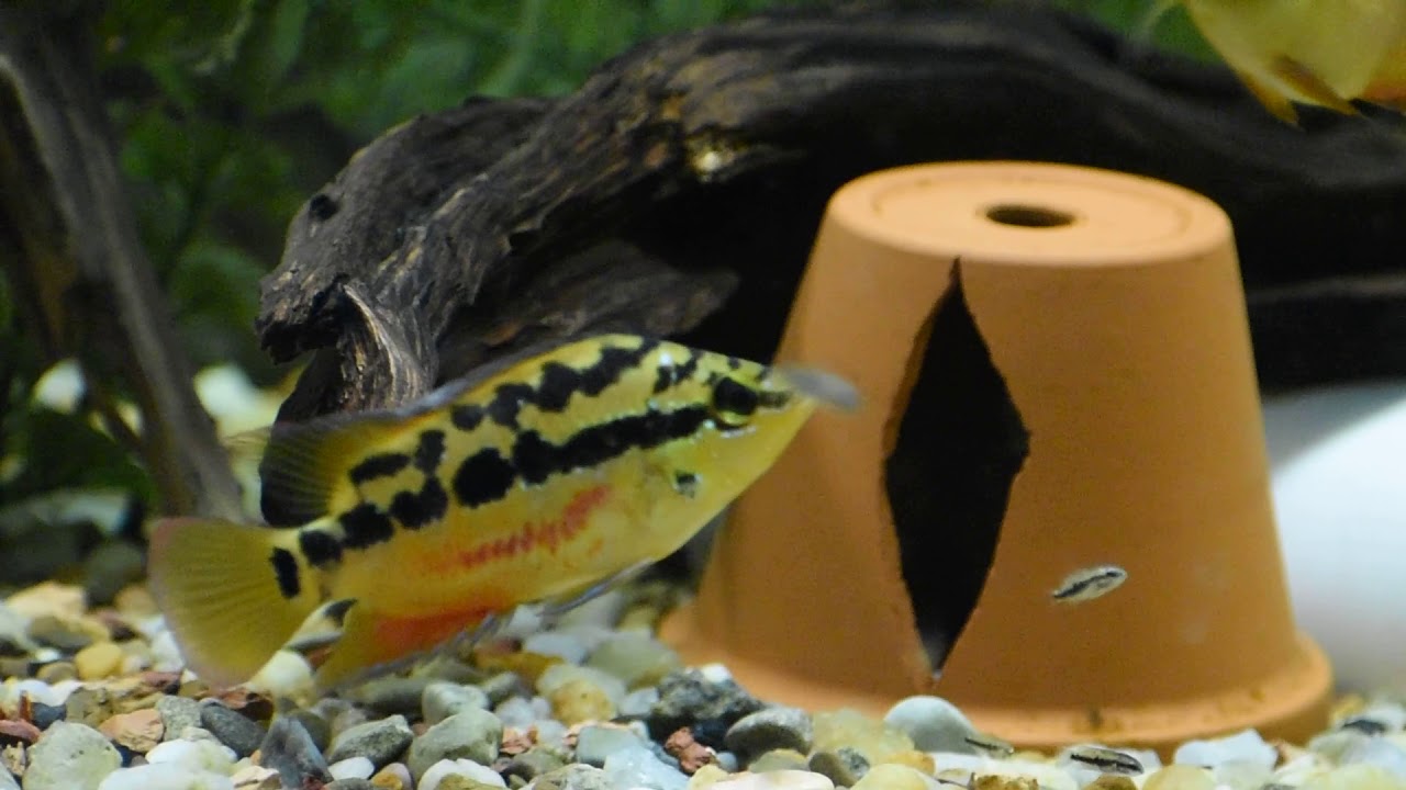 BABY FISH EATING MOTHER ALIVE :'( (Salvini cichlids) - YouTube