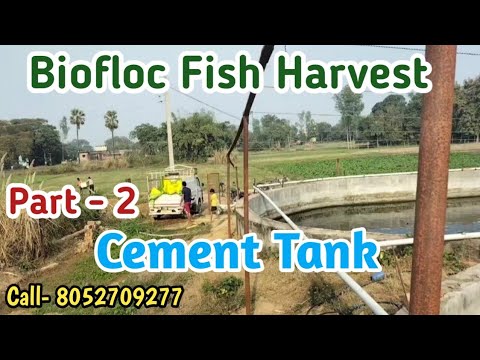 Biofloc Cement Tank Harvesting🔥 - YouTube
