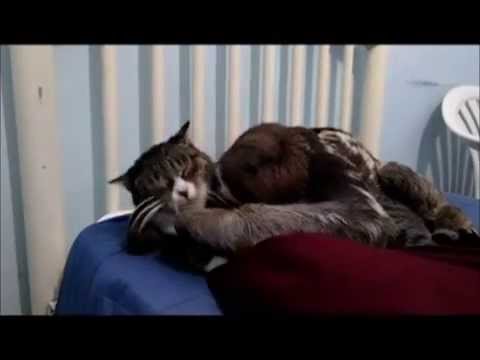 the SLOTH of DARKNESS (and his cat victim) - YouTube