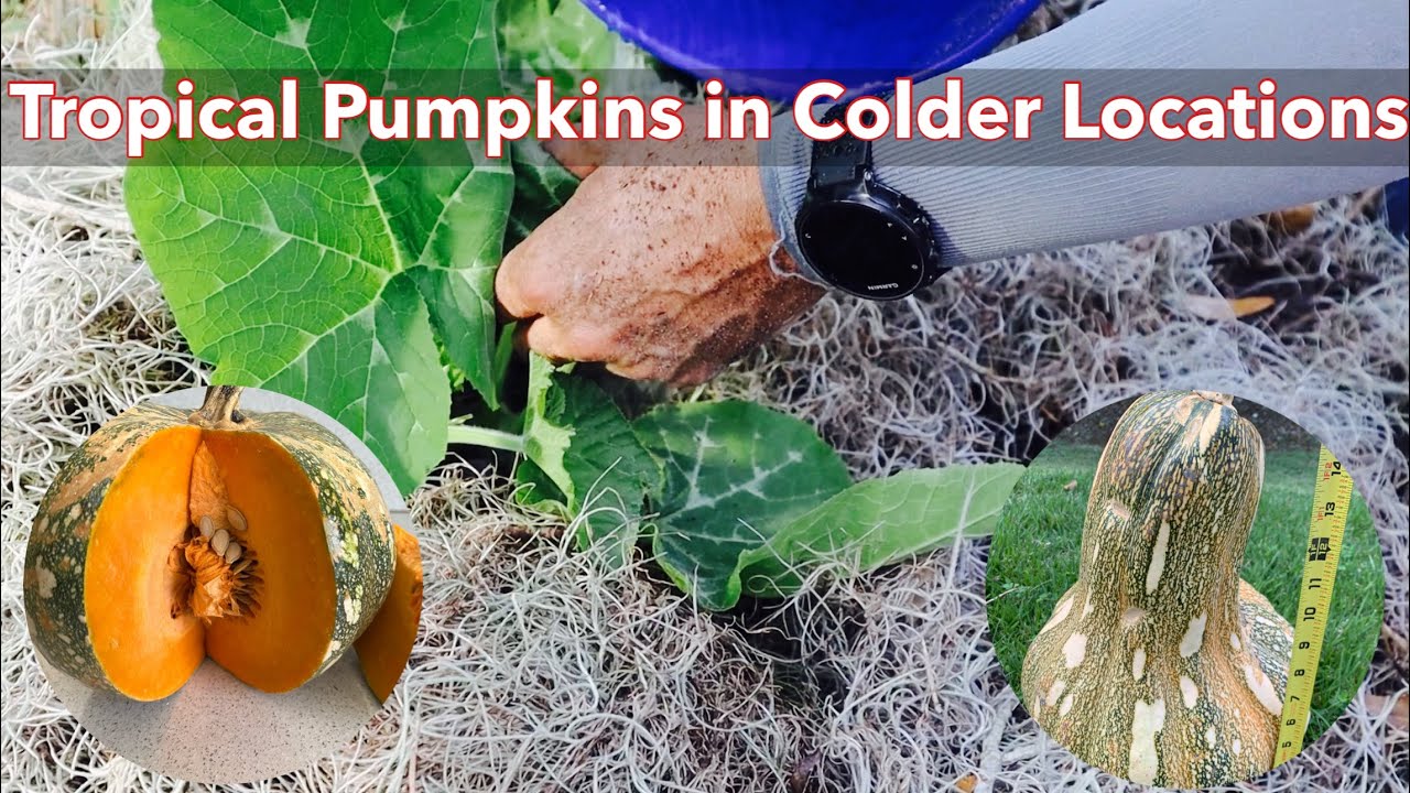 Experimental Tropical Pumpkin Garden - YouTube