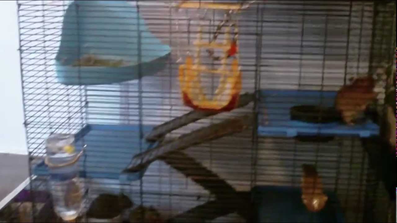 baby degu cage tour + how i made it (it's a new set up) - YouTube