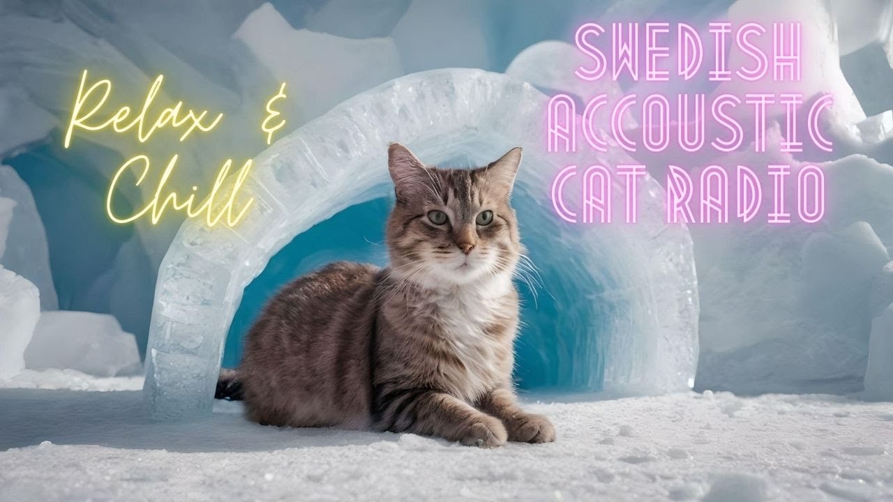 Relax & Chill Swedish Acoustic Cat Radio - YouTube