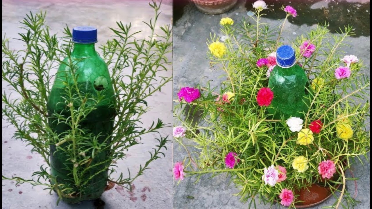 How To Grow Portulaca Cuttings In The Summer Season ll Smart Use Of ...