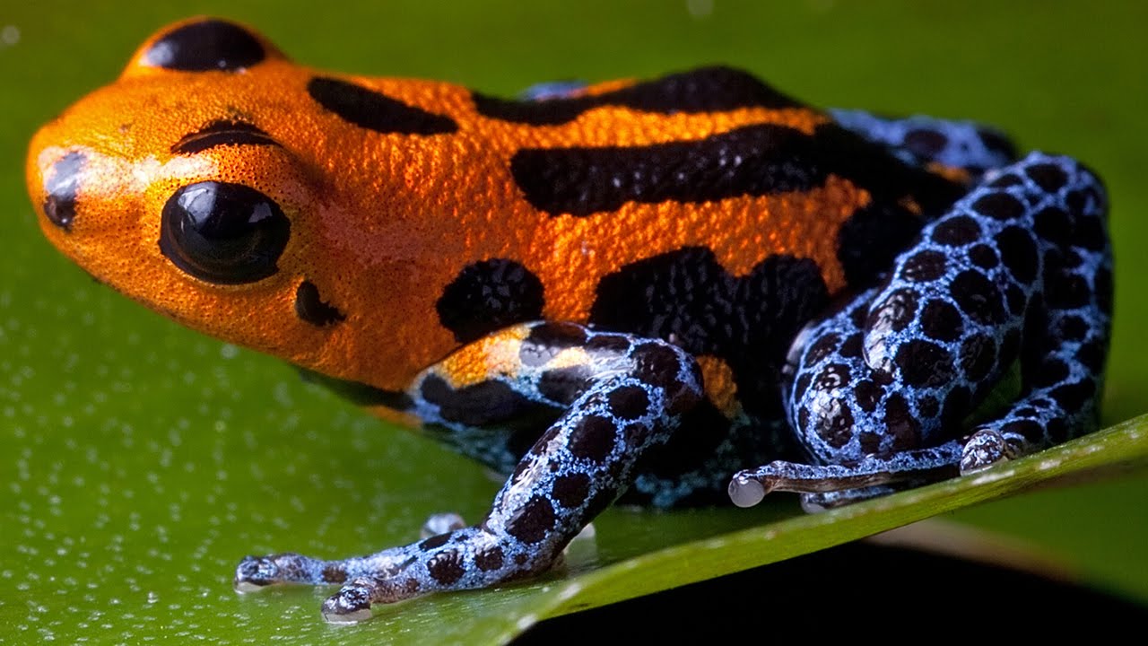 Top 5 Deadliest Creatures of the Amazon - YouTube