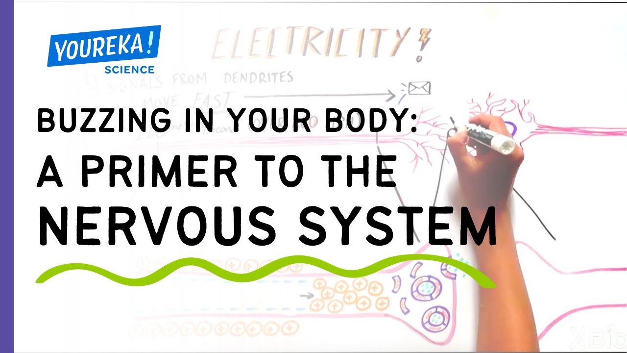 Buzzing in Your Body: A Primer to the Nervous System - YouTube