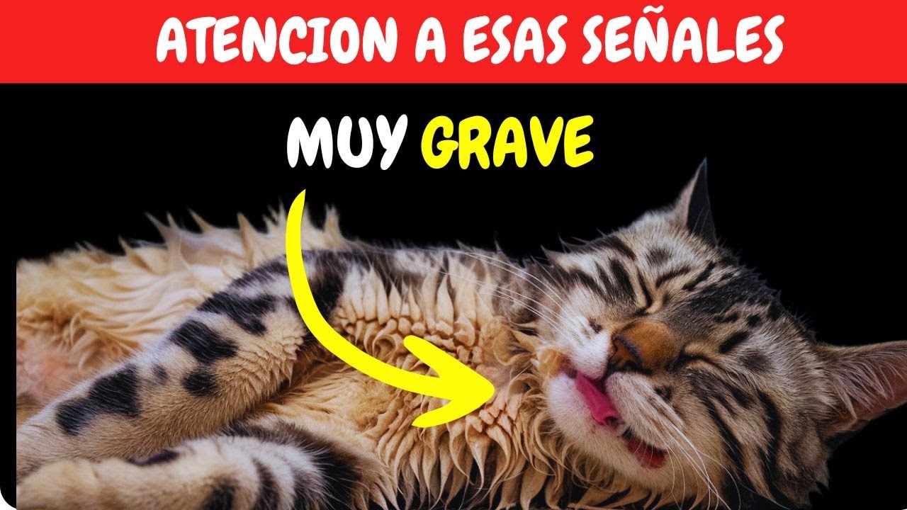 7 señales SILENCIOSAS de que tu gato está ENFERMO - YouTube