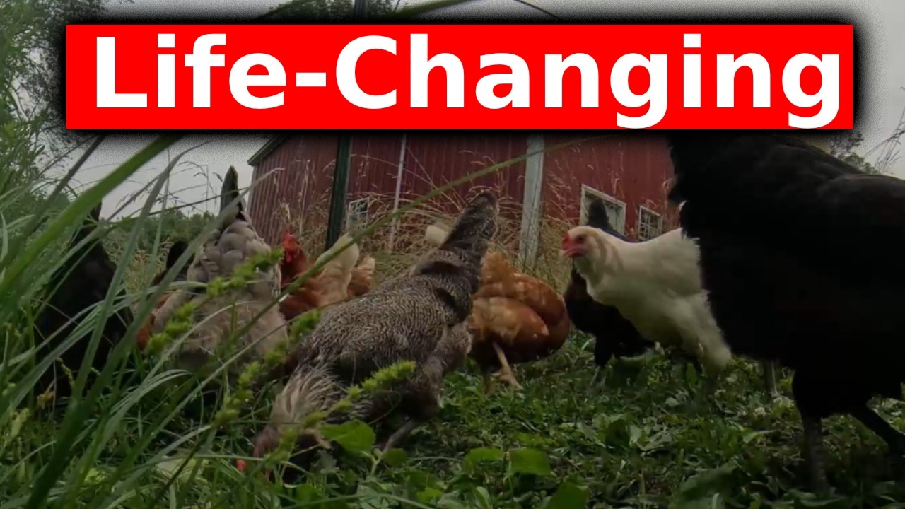 This Video Changed my Chickens Life - YouTube