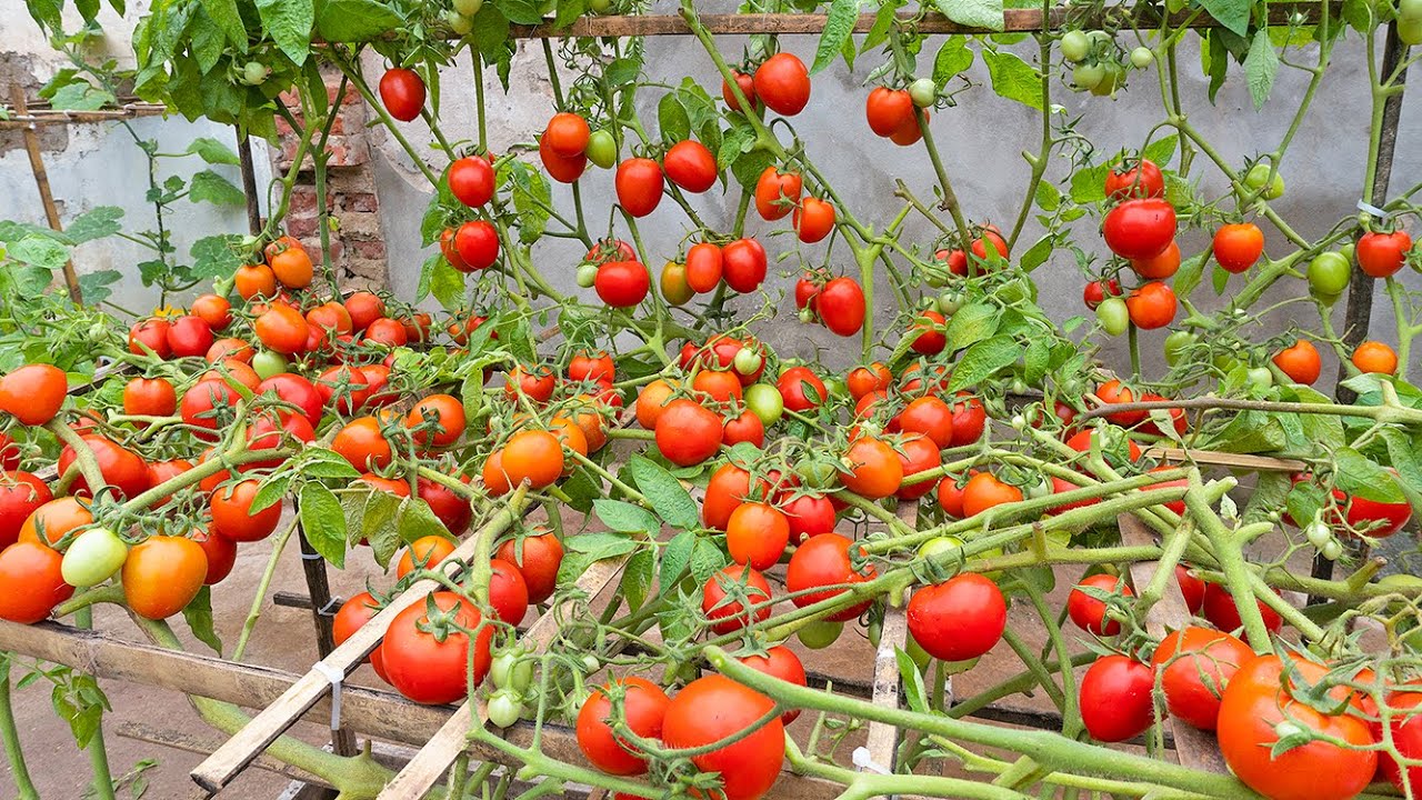 Growing tomatoes At Home - Tips for growing super fruit climbing ...