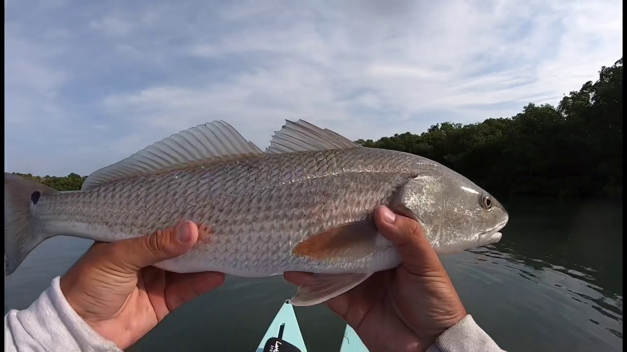 MIRROLURE INSHORE SLAM! (SNOOK, TROUT, REDFISH) ON THE PADDLE BOARD ...