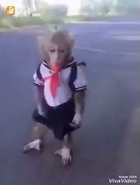 monkey going to school - YouTube