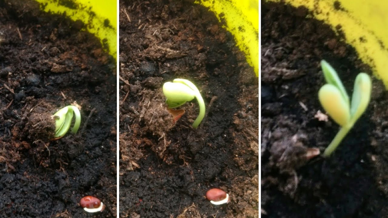 Growing seim or lablab bean at home in container /pot- घर पे लगाए सेम ...