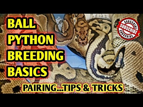 Ball Python | Breeding Tips Part 1 - YouTube