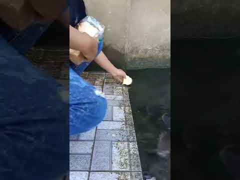 Yayın balığı #balıkavı #fish #fishing #yayınbalığı #yayın #som #kaitafish #samakalsaluwr #ikanlele