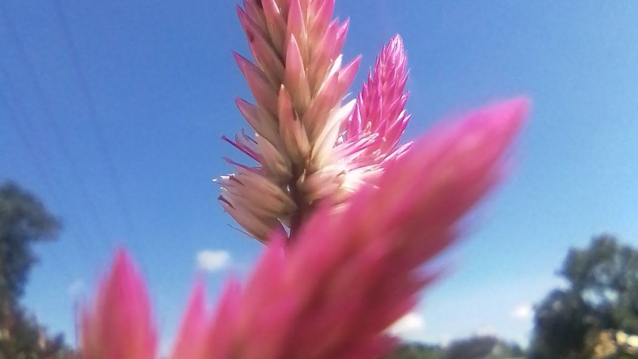 Dahilayan karibian pine trees and flowers - YouTube