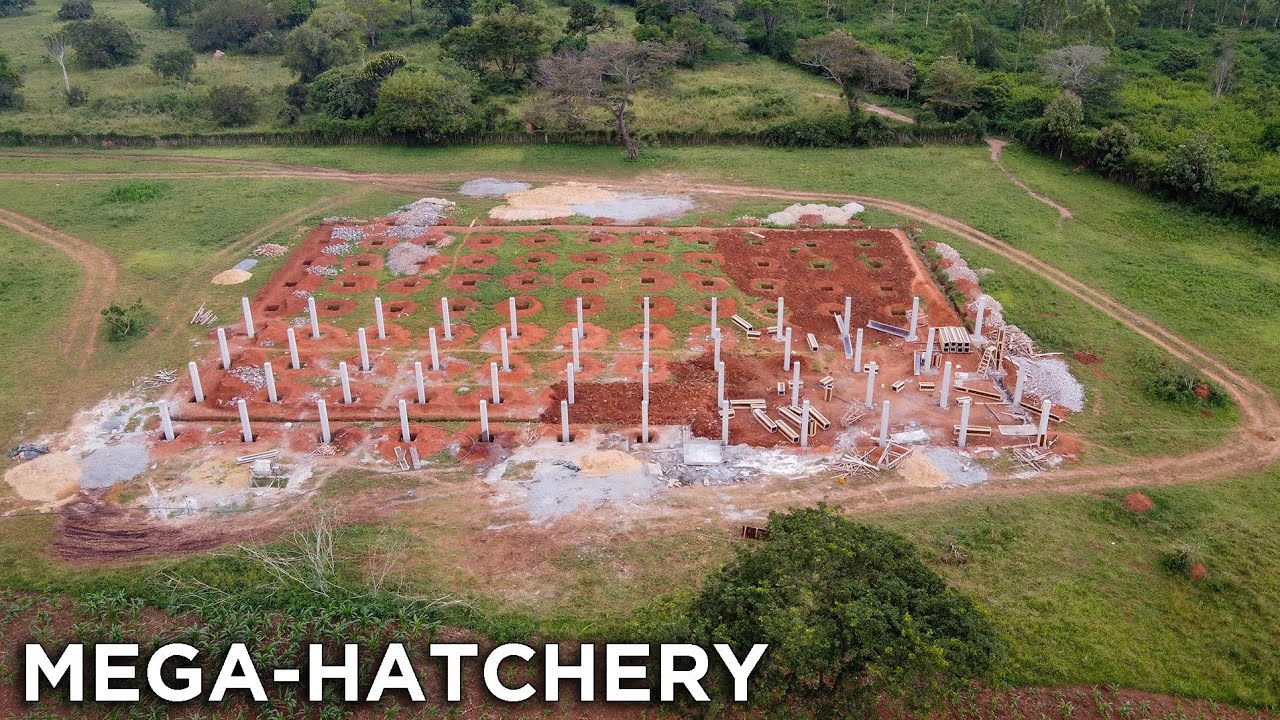 We are Building a MASSIVE Chicken Hatchery - YouTube