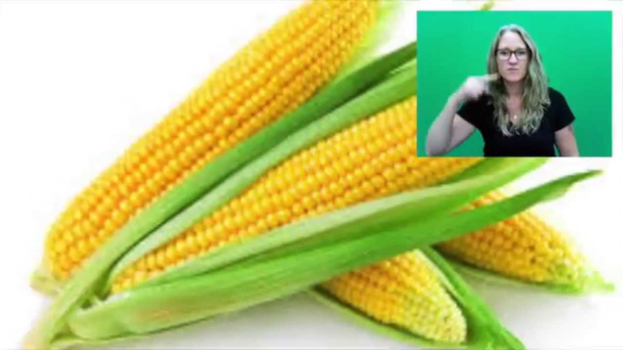 ASL Vocabulary: Pumpkin Patch - YouTube