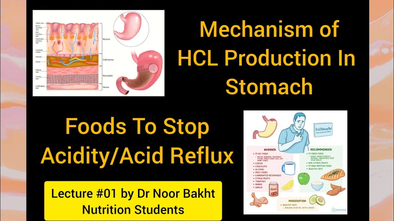 Mechanism of Acid Production | Food To Stop Acidity | HCL secretion in ...