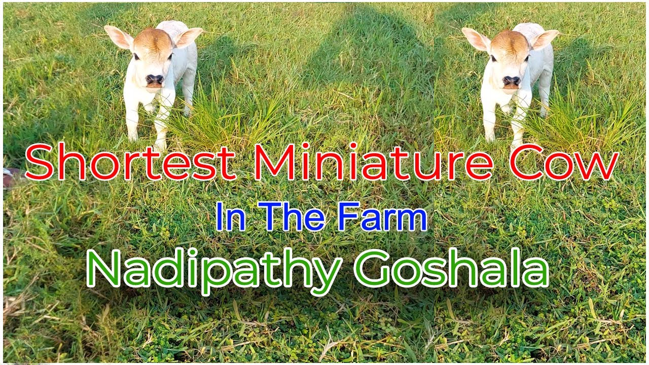 Shortest Cow In Our Farm Below 2 Ft Height Nadipathy Goshala mini shortest-cow-in-our-farm-below-2-ft-height-nadipathy-goshala-mini